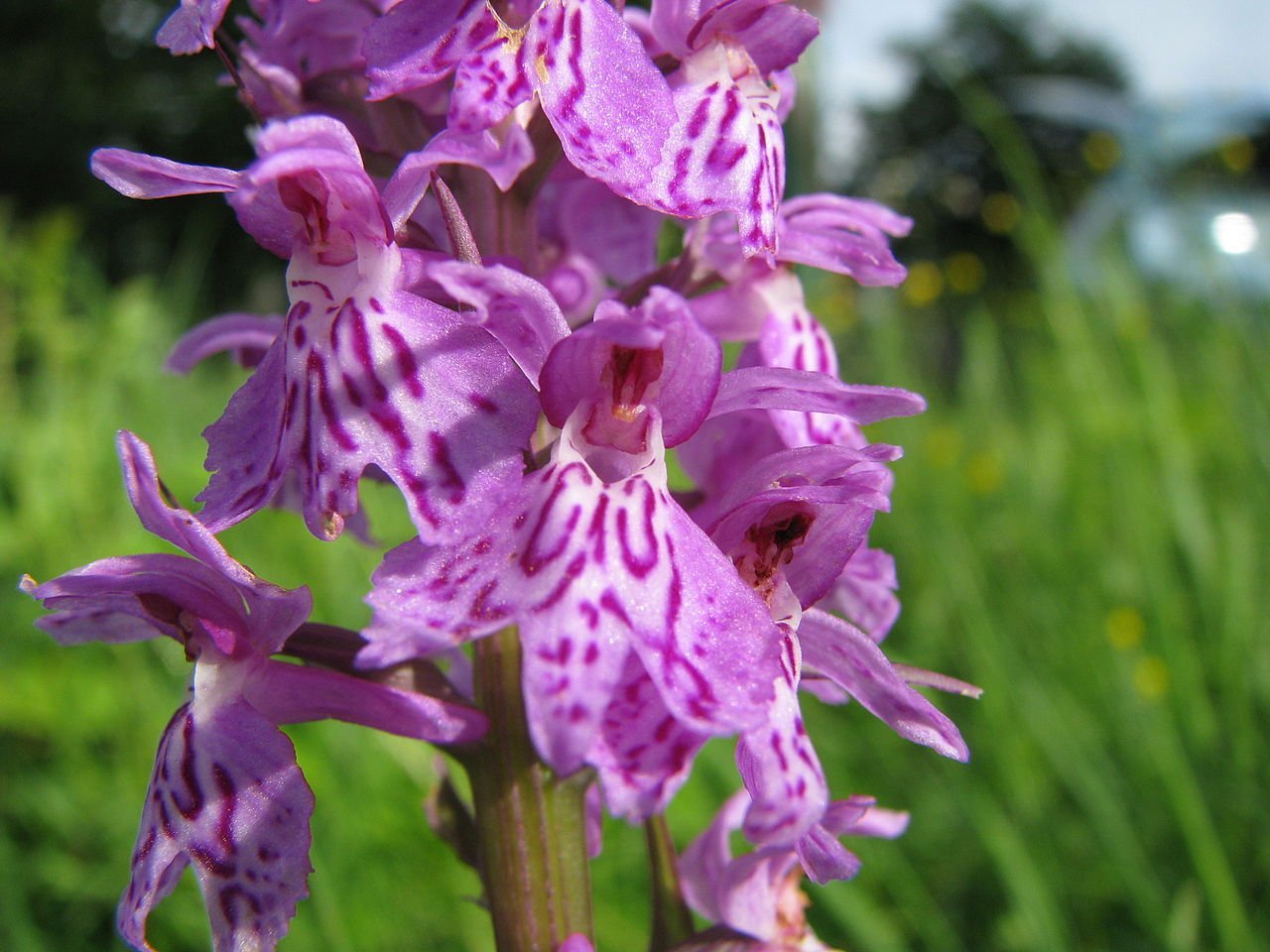 Slovenske divje orhideje – Narava zdravi